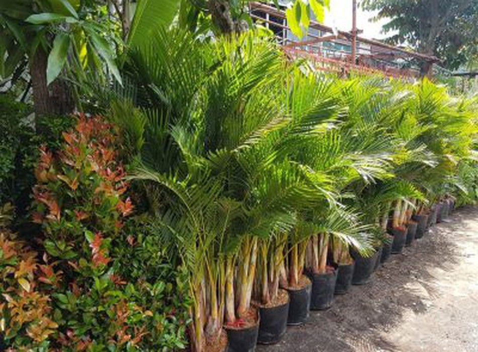 Cây cau lùn: Đặc điểm, ý nghĩa, kỹ thuật trồng và cách chăm sóc ...