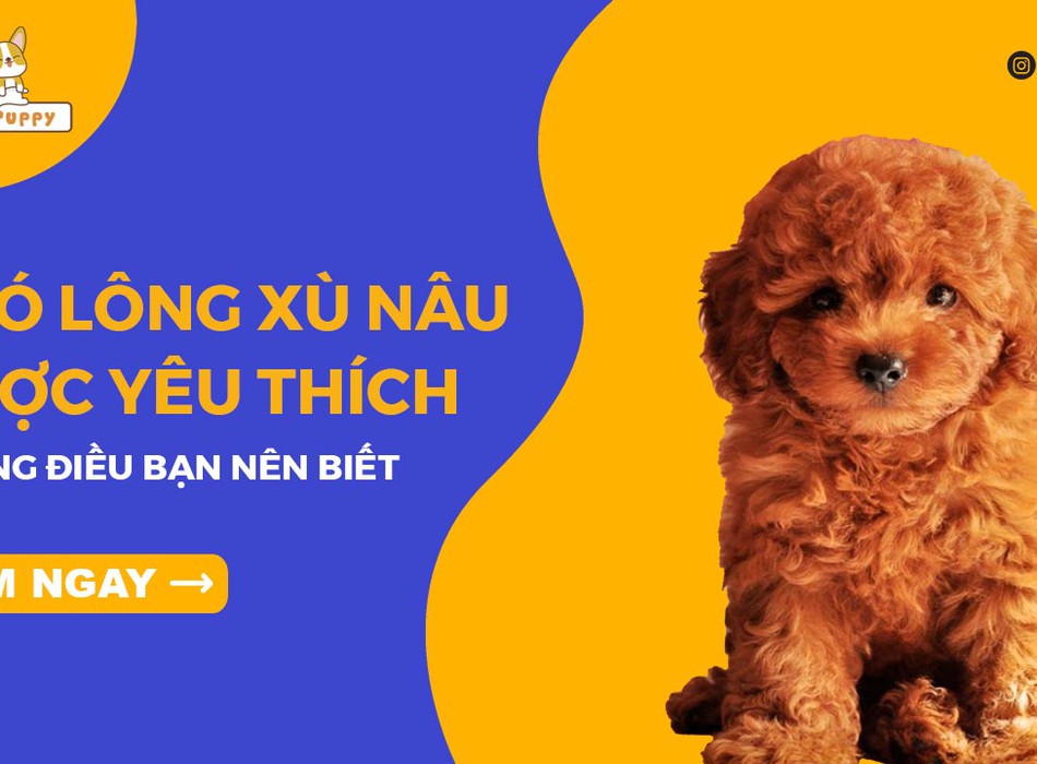 Tổng hợp 3 loài chó lông xù nâu được ưa chuộng nhất năm 2023 33122653 ...